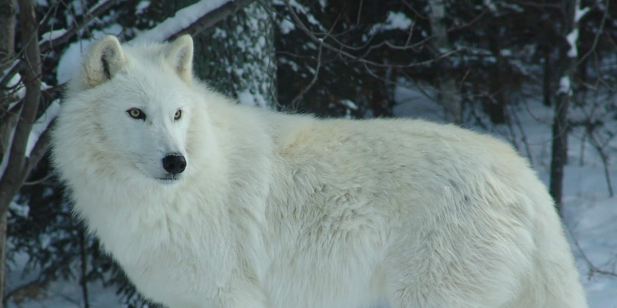Malik | International Wolf Center