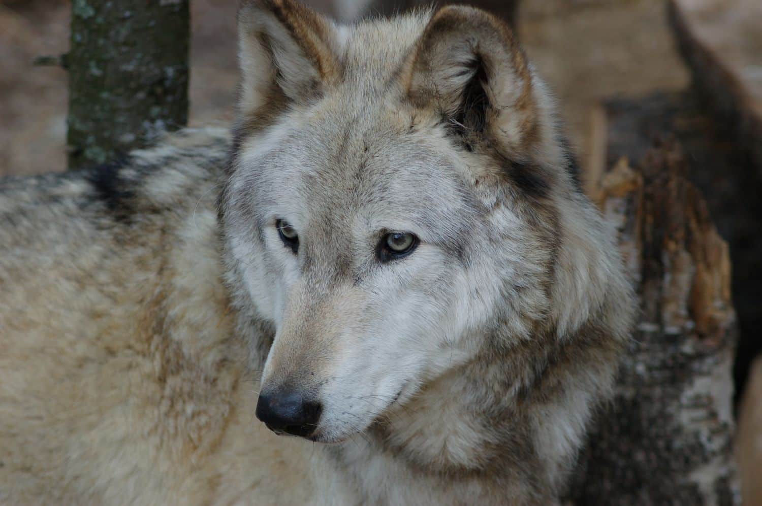 Lucas | International Wolf Center