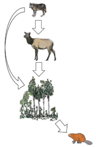 Do Wolves Really Change Rivers? | International Wolf Center