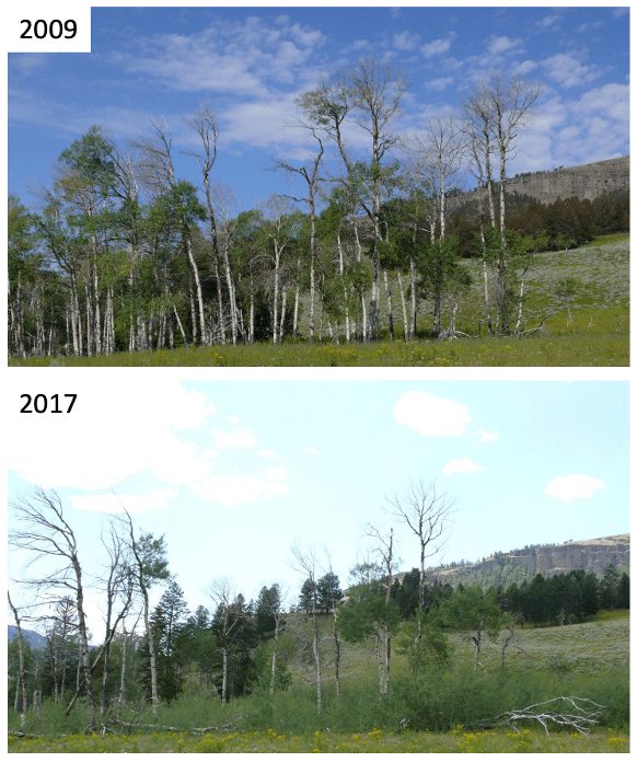 Do Wolves Really Change Rivers? | International Wolf Center