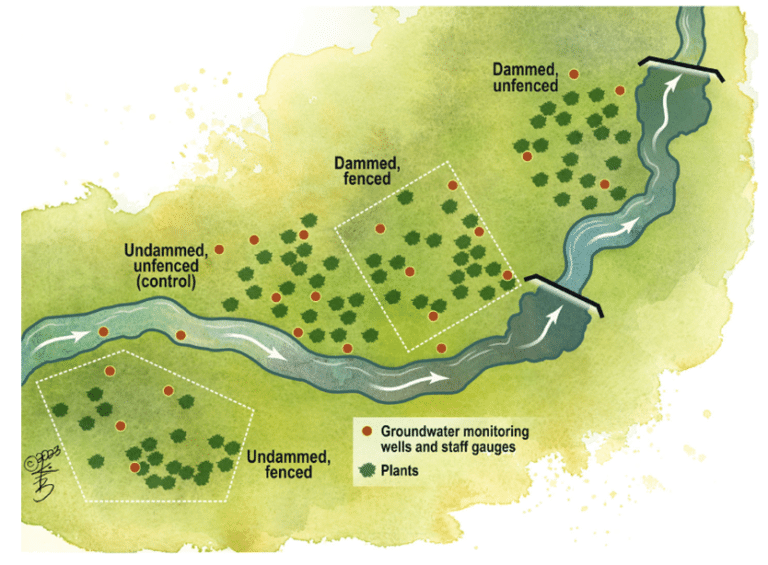 Do Wolves Really Change Rivers? | International Wolf Center