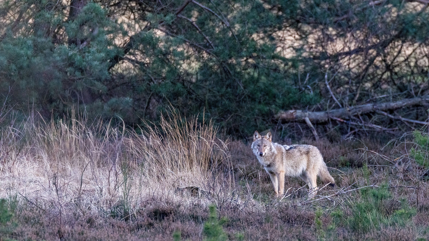 Photo-1-Young-female-wolf-in-heathland-in-Lower-Saxony-©Theo-Gruentjens ...