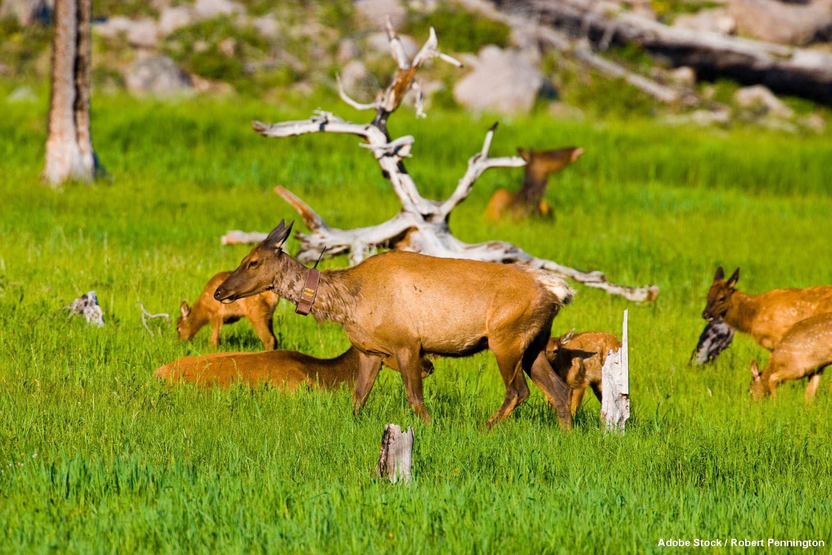 AdobeStock_Robert-Pennington_560202403 | International Wolf Center