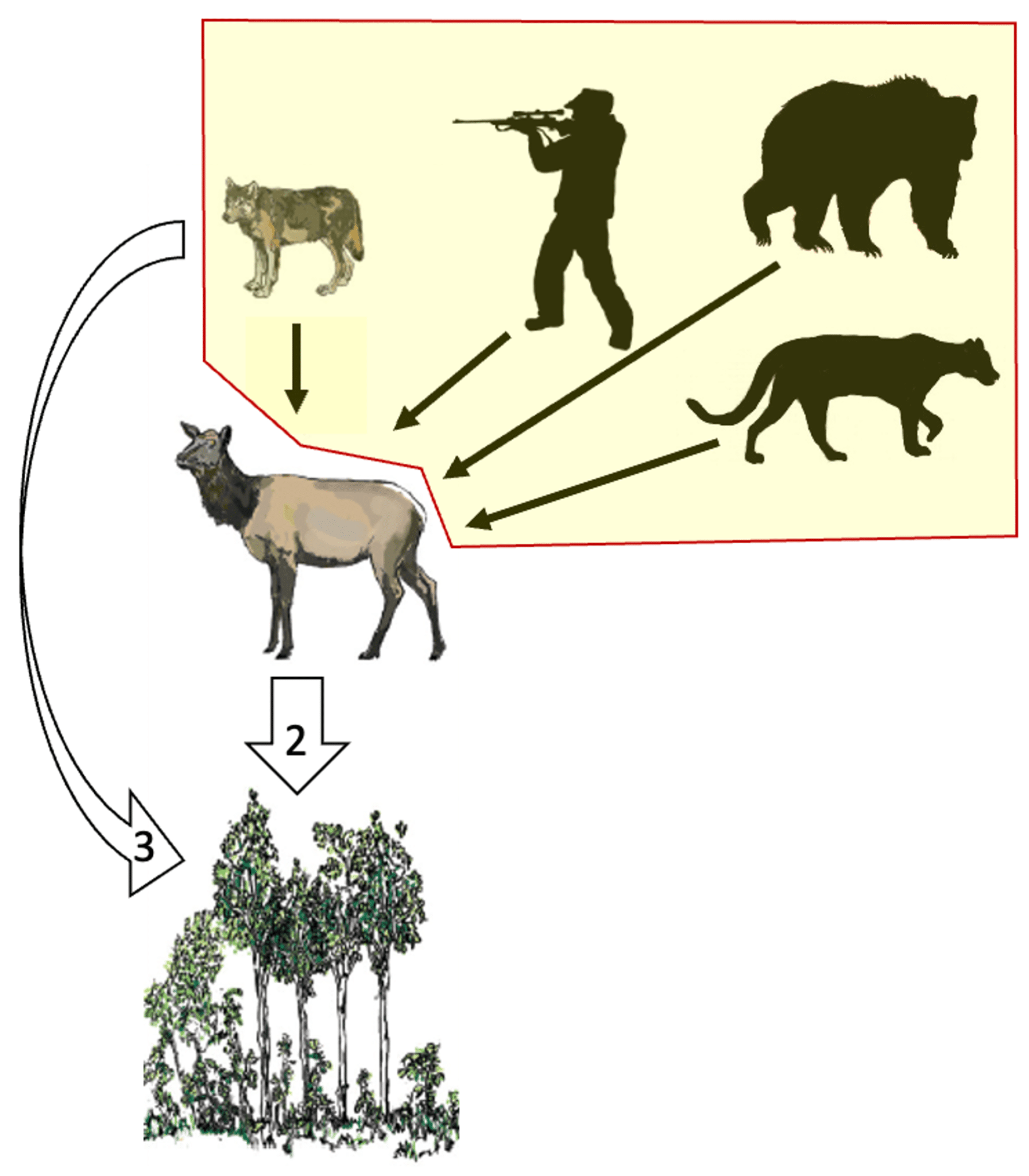 Do wolves really change rivers? Part Two | International Wolf Center