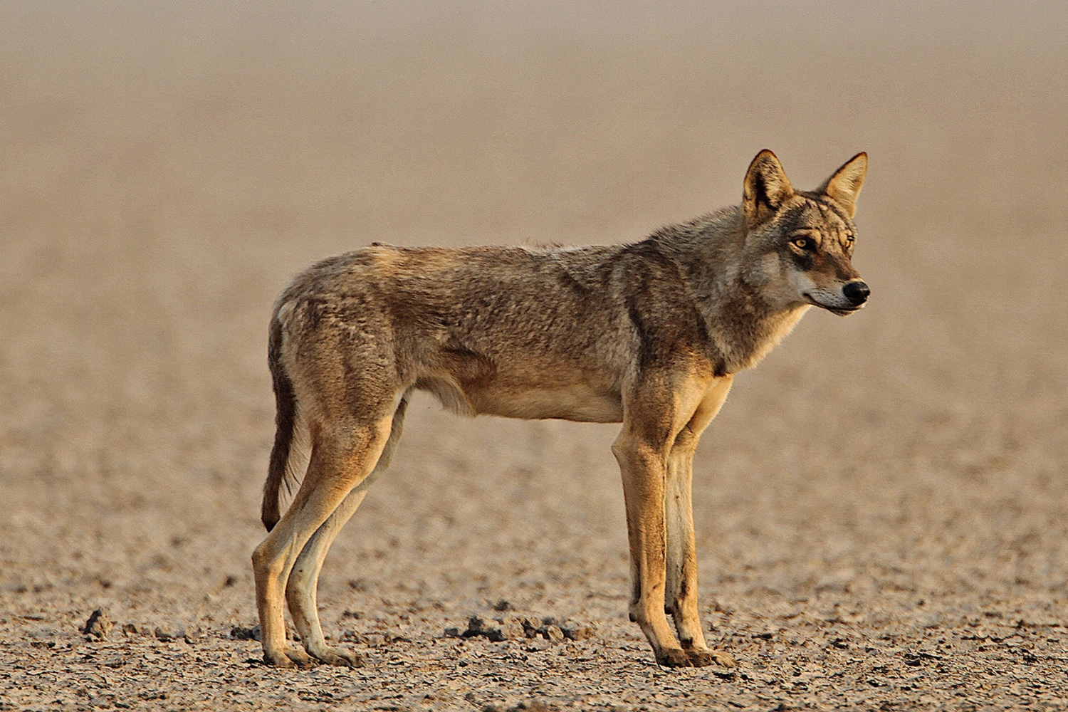 Wolf Attacks in India | International Wolf Center