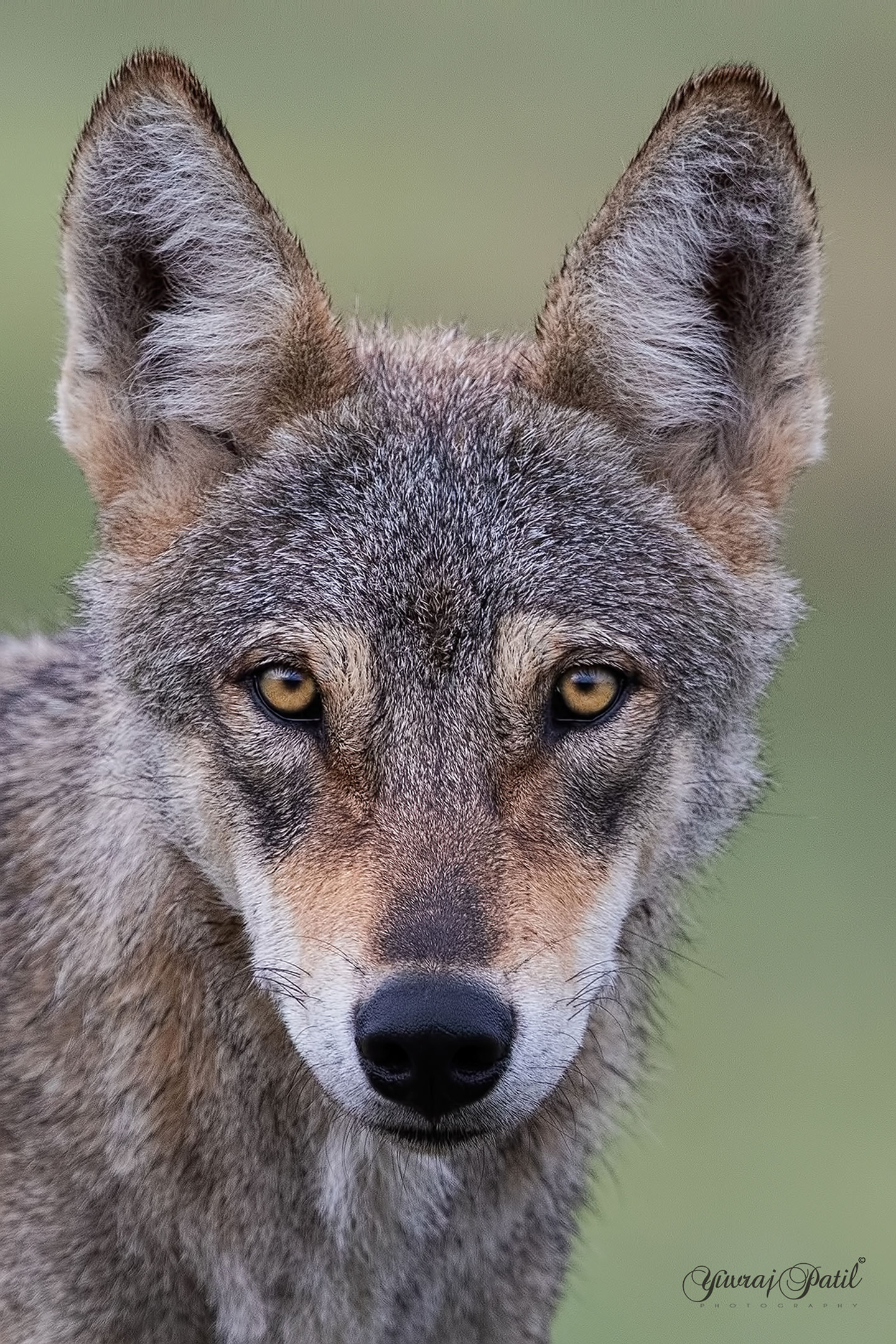 Wolf Attacks in India | International Wolf Center