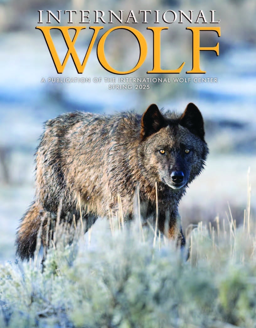 Wolf Attacks in India | International Wolf Center