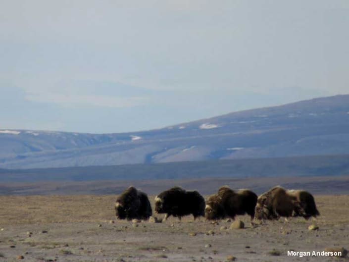 Wild Cam: What do wolves eat in the high arctic? | International Wolf ...