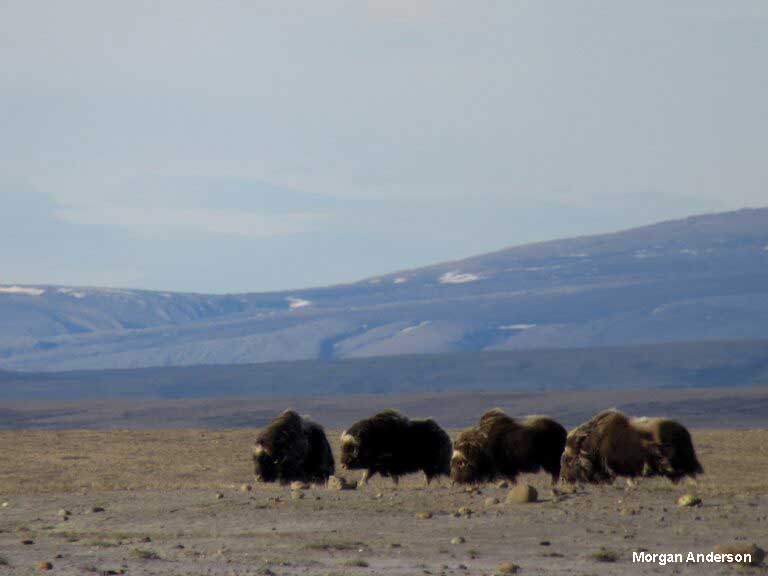 Wild Cam: What do wolves eat in the high arctic? | International Wolf ...