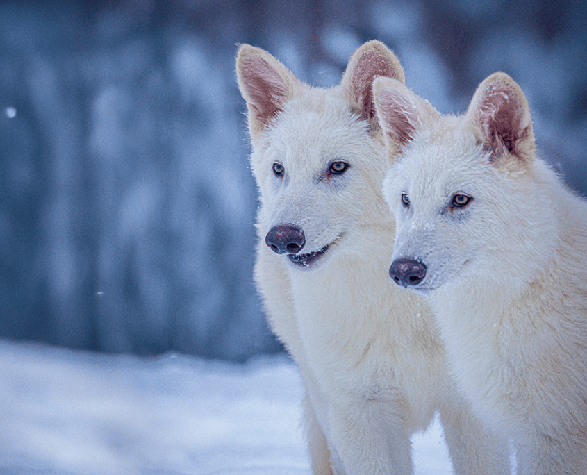 Conservation perspectives on gene editing in wild canids ...