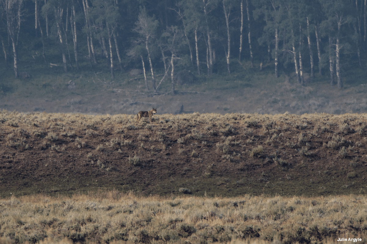 Julie-Argyle_907F | International Wolf Center