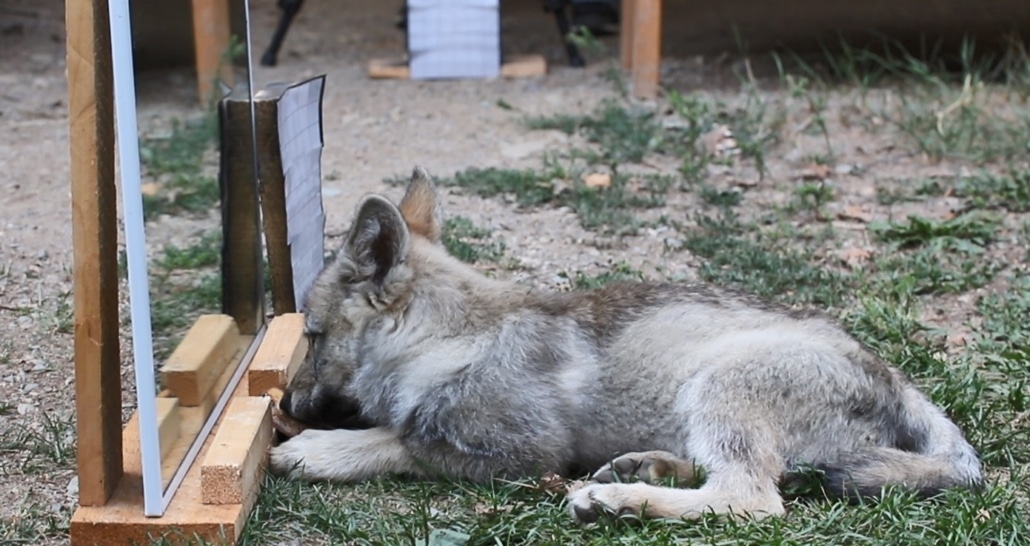 Wolf Pup Reflections | International Wolf Center