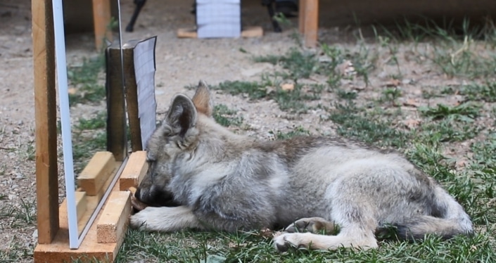Wolf Pup Reflections | International Wolf Center