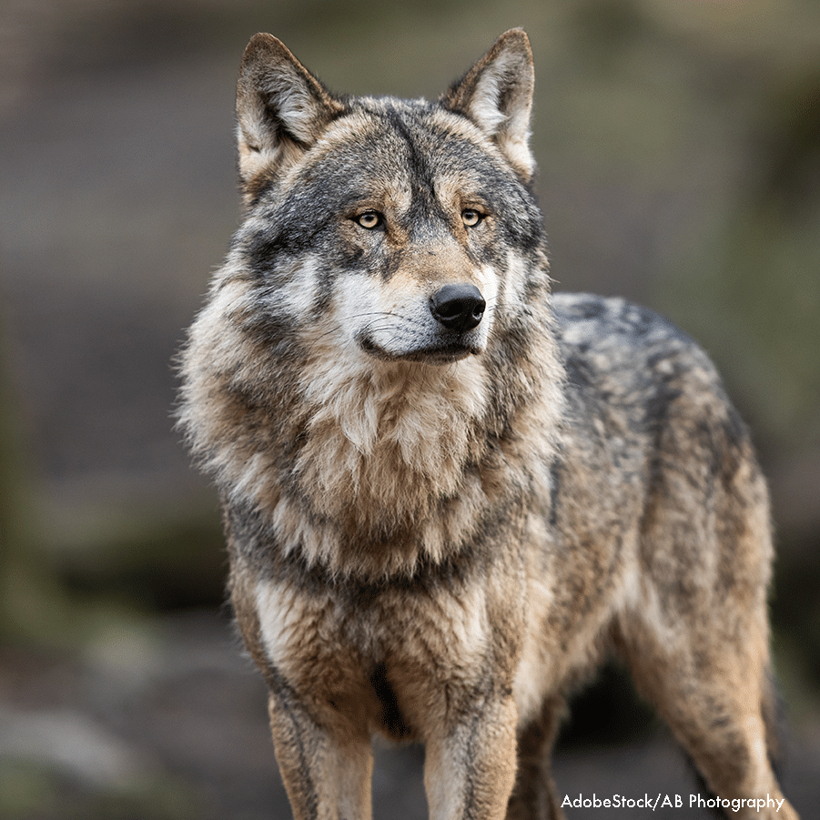 Fact or Scat Trivia | International Wolf Center
