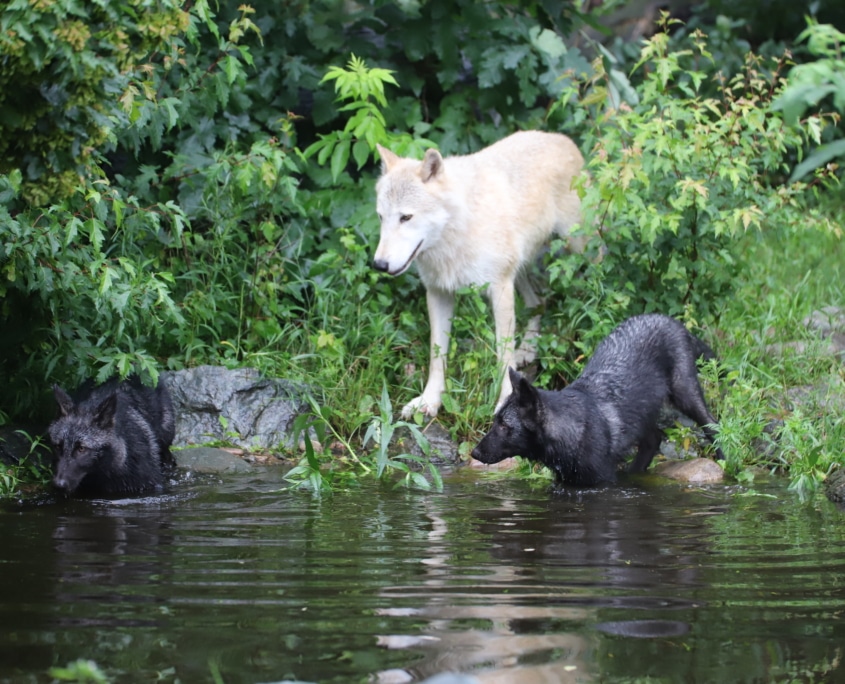 New Pups Cedar and Rowan Join Exhibit Pack at International Wolf Center ...