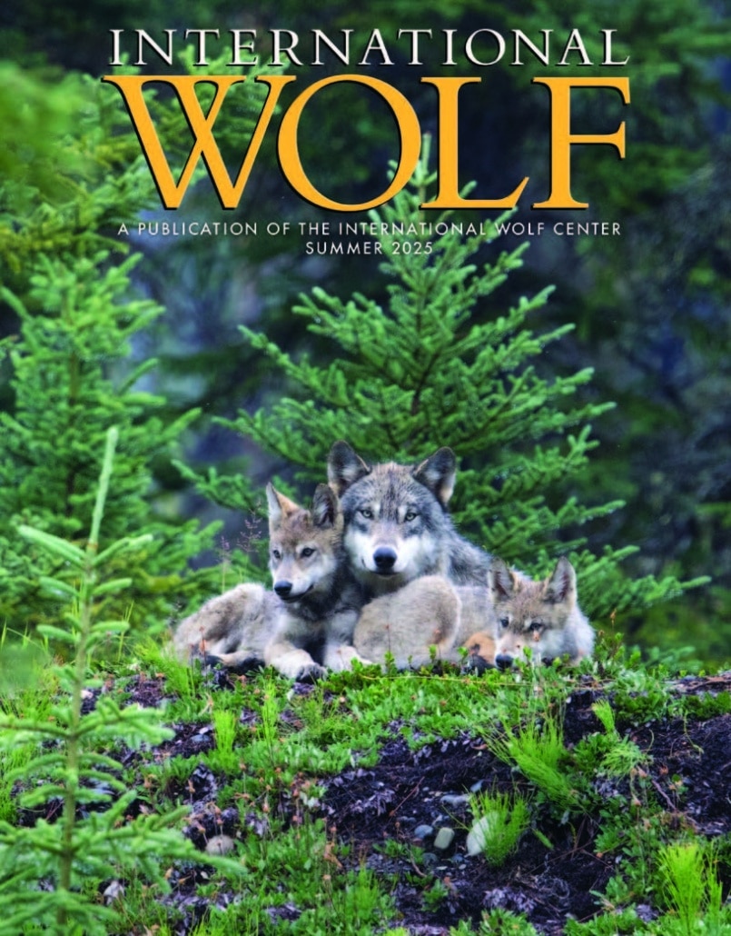 Mexican Wolf Recovery Sees Success with Foster Effort | International ...
