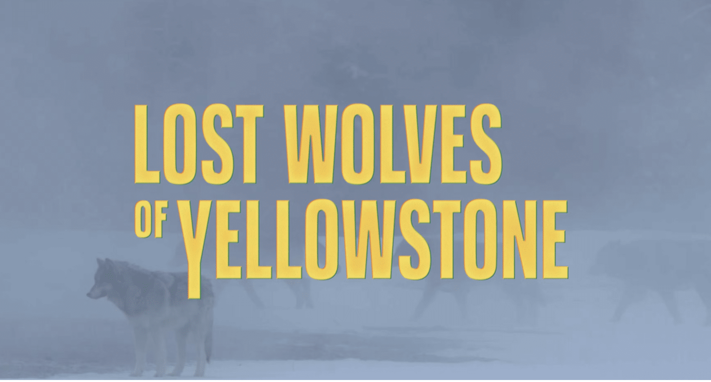 LostWolvesYS | International Wolf Center