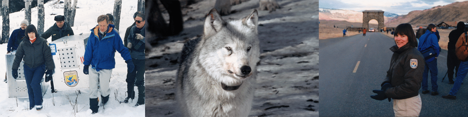 Lost Wolves of Yellowstone | International Wolf Center