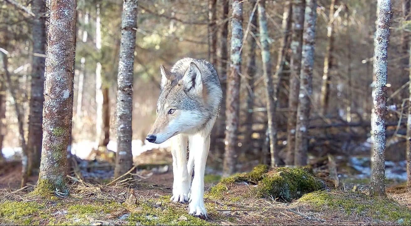 VWP wolf | International Wolf Center