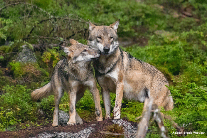 Wolf FAQs | International Wolf Center