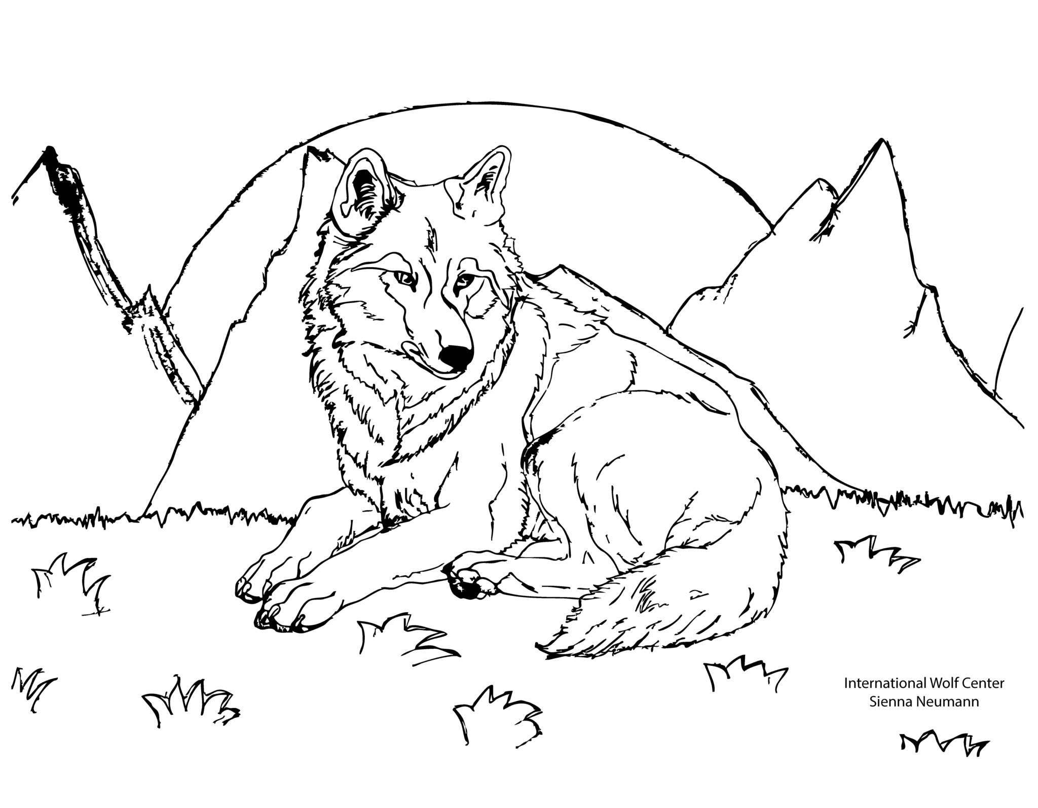 Neumann Coloring Page | International Wolf Center