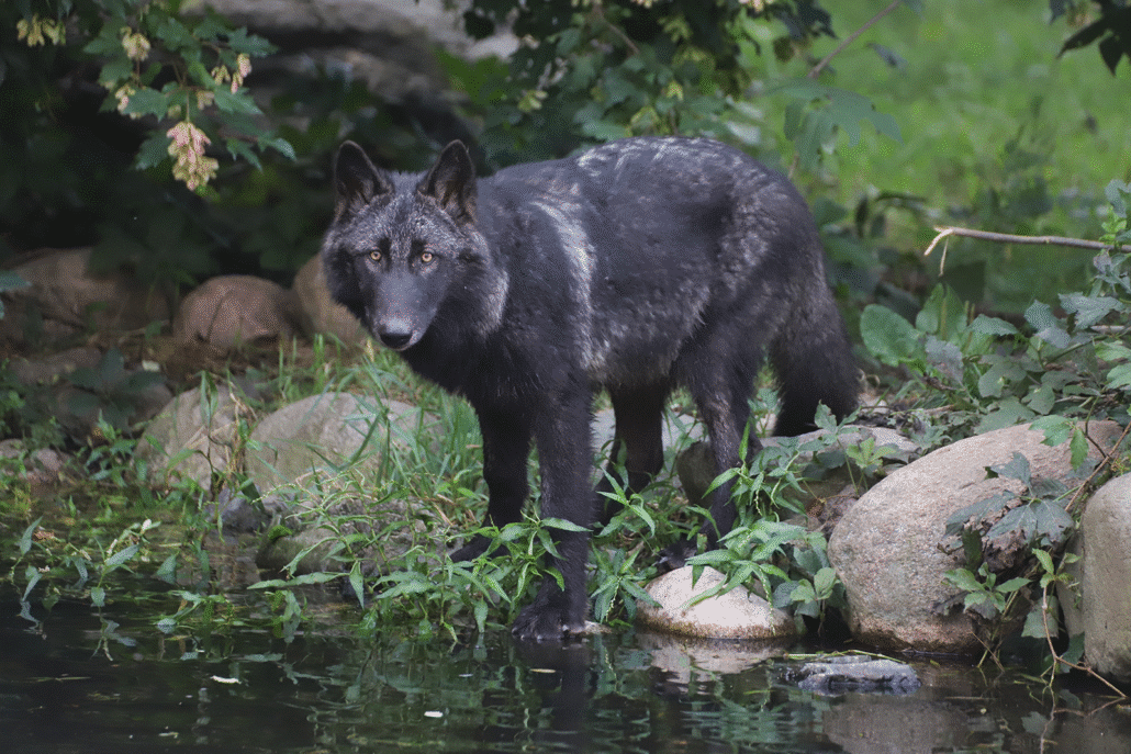 Wolves and Humans | International Wolf Center