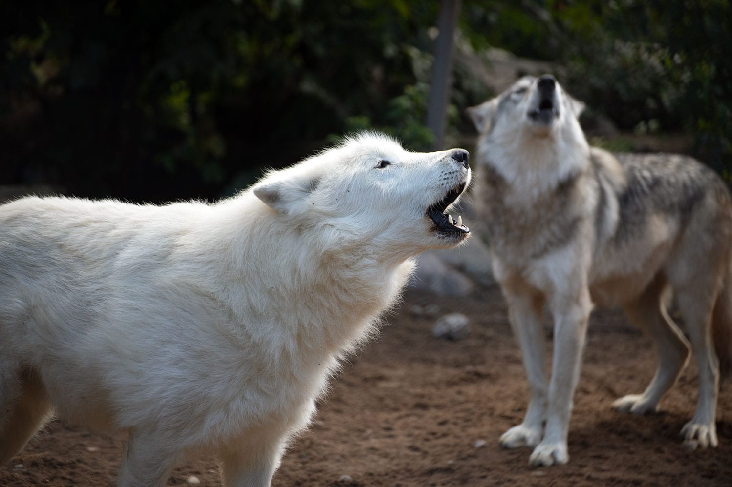 Wolf FAQs | International Wolf Center