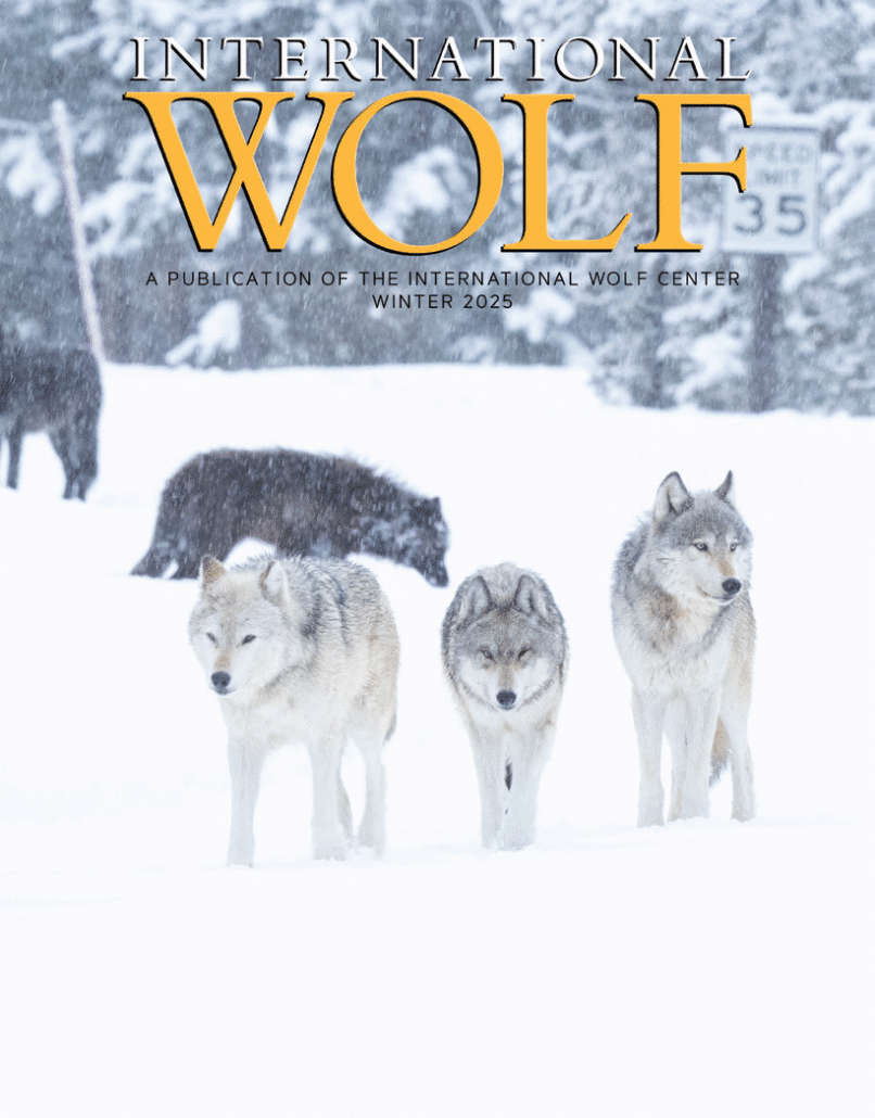 WinterIW2025_Cover | International Wolf Center