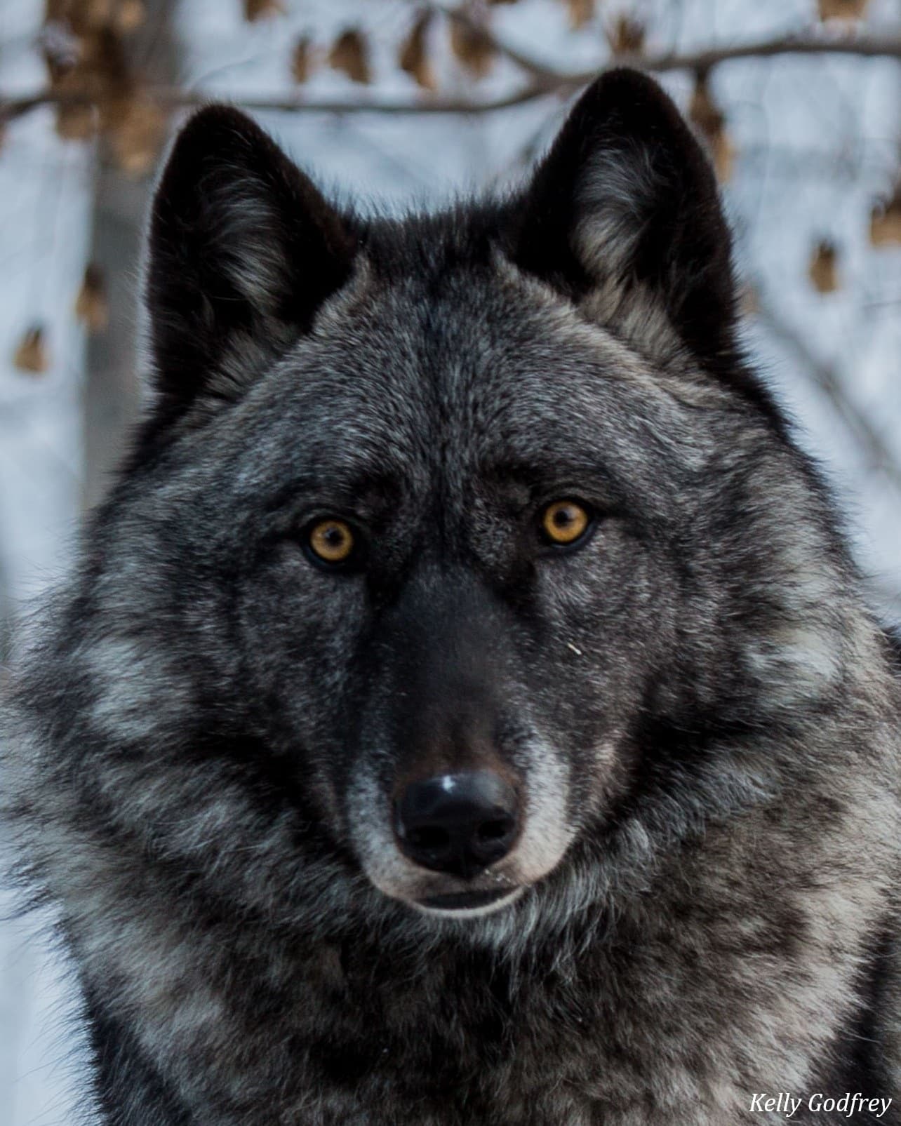 Luna | International Wolf Center