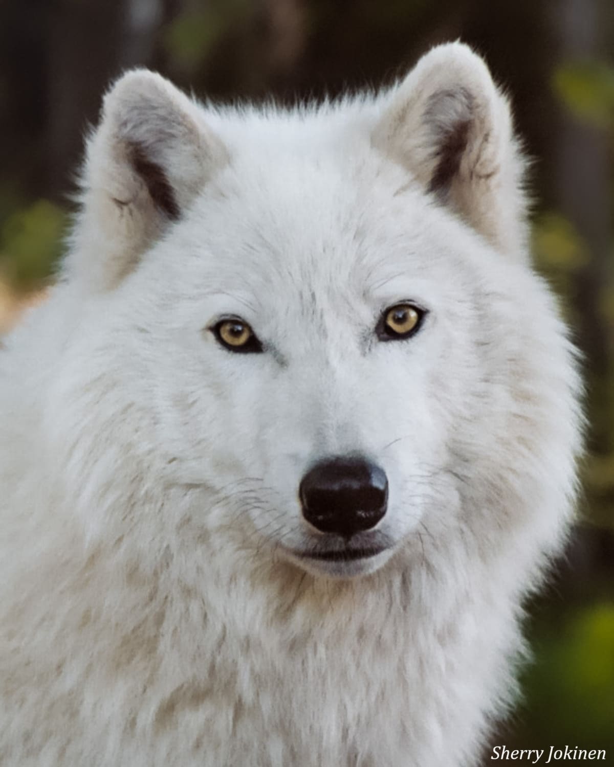 Meet Our Wolves | International Wolf Center