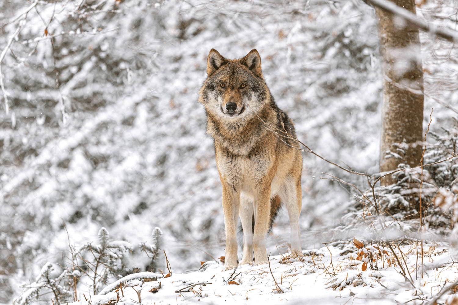 What To Do With a Big Bold Wolf? | International Wolf Center