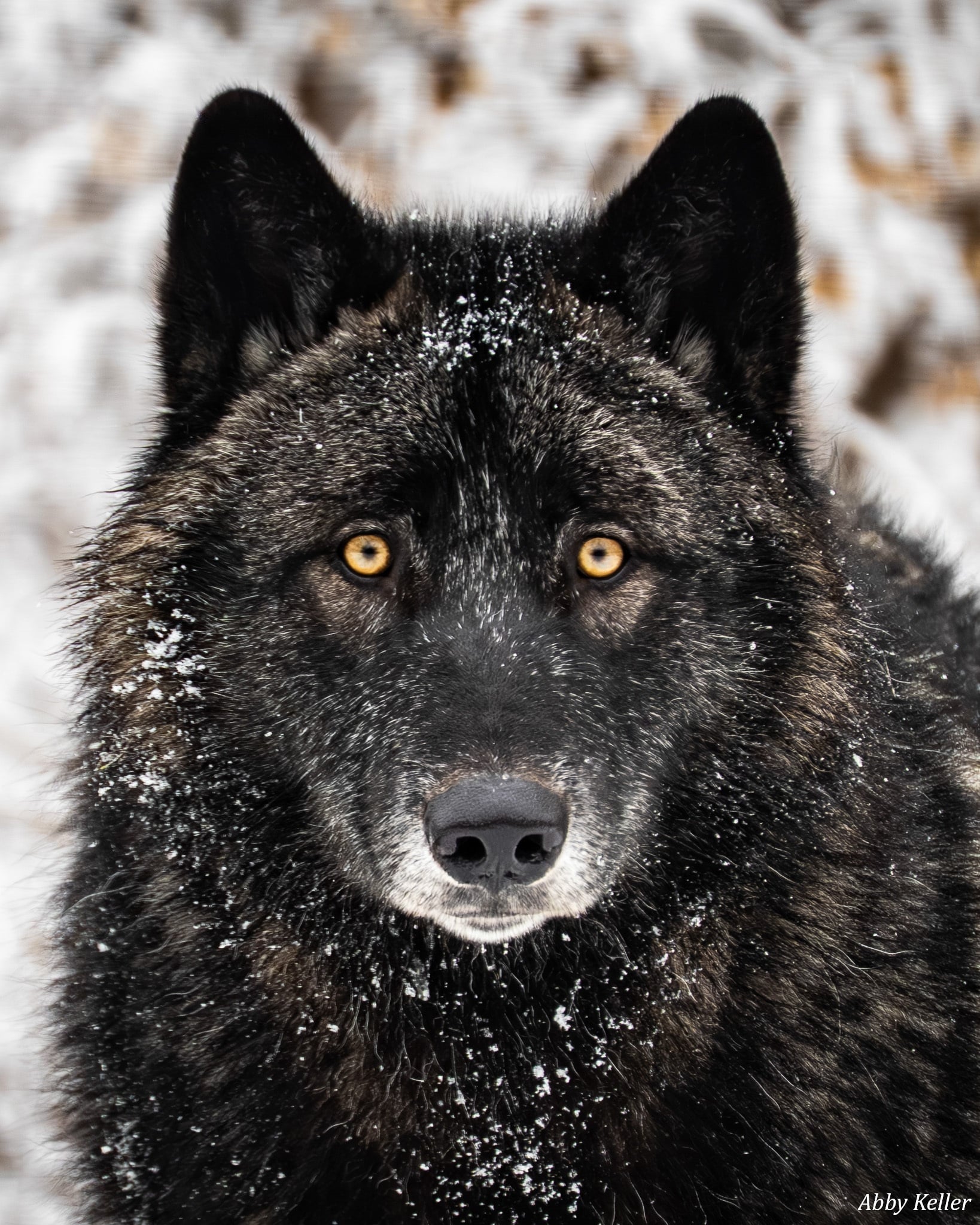 Cedar | International Wolf Center